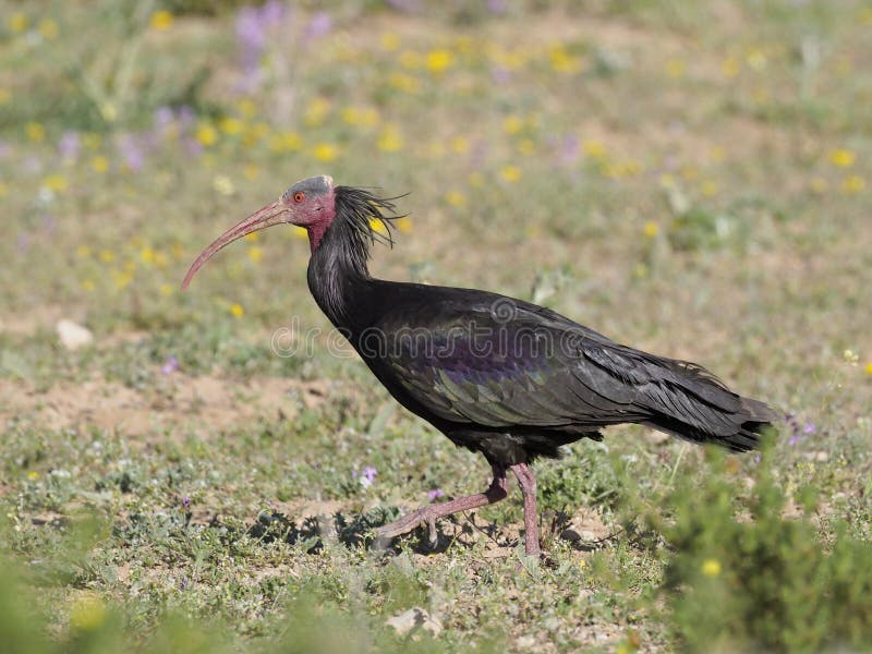 Ibis Calvo Septentrional O Waldrapp, Eremita De Geronticus Imagen de ...