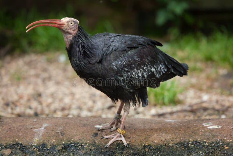 Ibis Calvo Septentrional Y X28; Eremita& X29 De Geronticus; Foto de ...