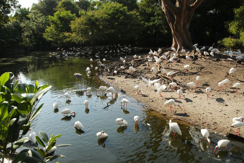 Ibis Colony stock image. Image of life, nature, curved - 34943513