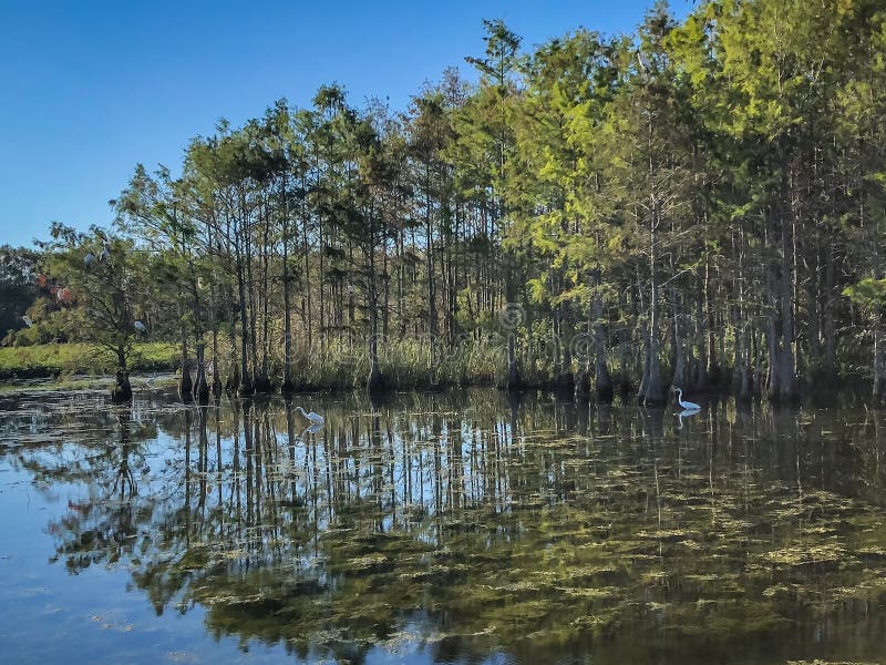 White swamp birds stock image. Image of bayou, egret - 106006803