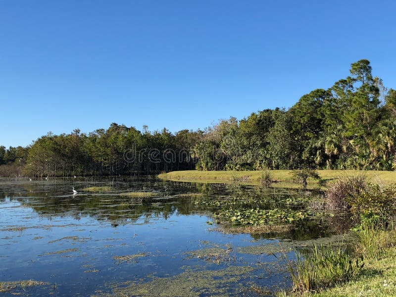 White swamp birds stock image. Image of birds, georgia - 106012863