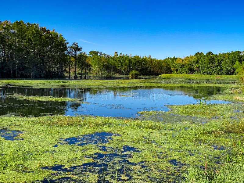 Florida swamp stock image. Image of egrets, dreamy, creek - 106013033