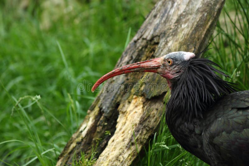 Geronticus Eremita Dell'ibis Eremita, Uccello Esotico Nell'habitat ...