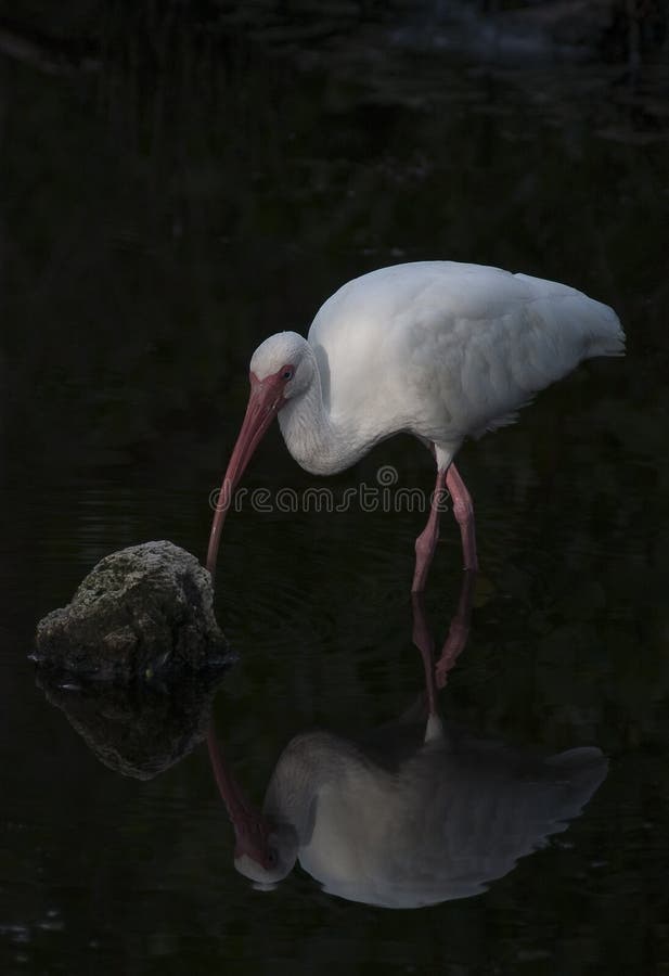 Ibis feeding stock image. Image of largo, ibis, center - 17915425