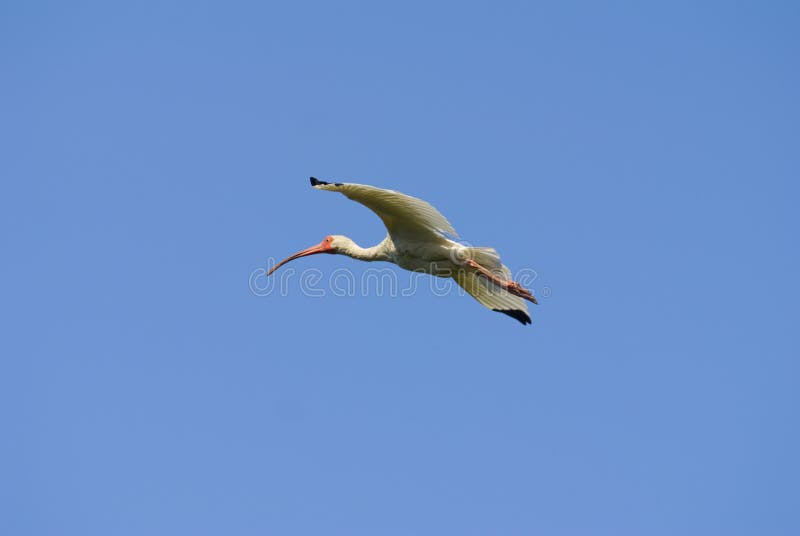 Ibis in Flight stock image. Image of outside, american - 28715263