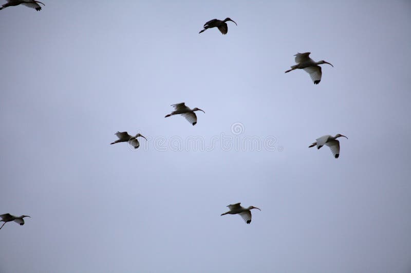Ibis in Flight with a Gray Sky Stock Photo - Image of gray, nature ...