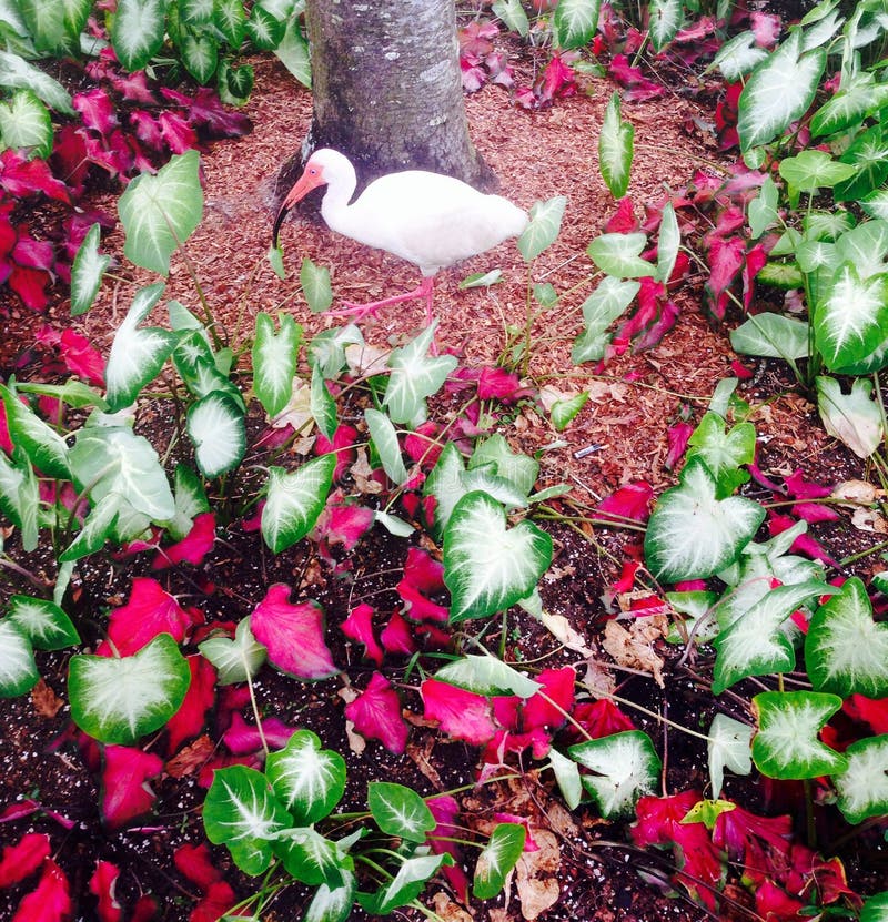 Ibis stock photo. Image of flora, plant, bird, leaf, shrub - 44804254