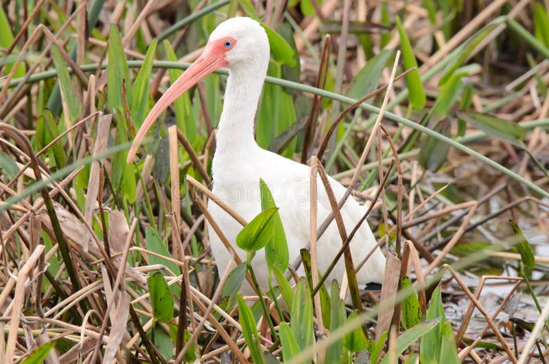 Ibis in Florida stock image. Image of nature, color, white - 54057365