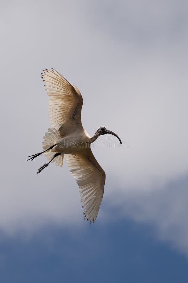 Ibis Flying through the Air with Wings Spread Out Stock Image - Image ...