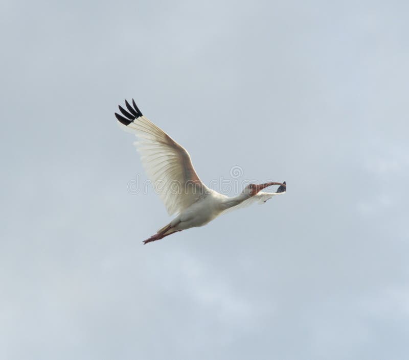 Ibis Flying through Gray Sky Stock Photo - Image of wings, waterbird ...