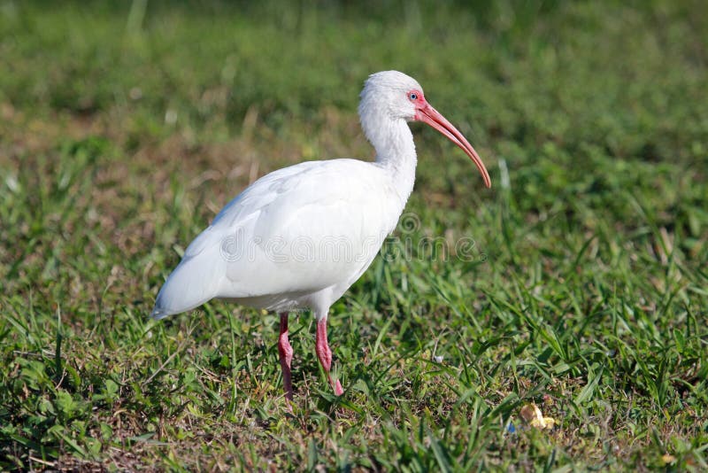 Ibis in the grass stock image. Image of legs, tropical - 23756427