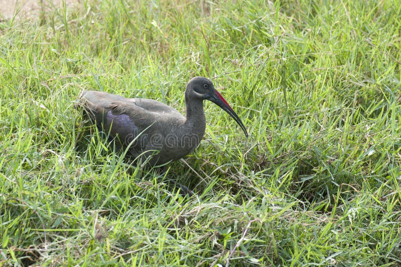 Ibis Hagedahia Hagedash Bird Stock Photos - Free & Royalty-Free Stock ...