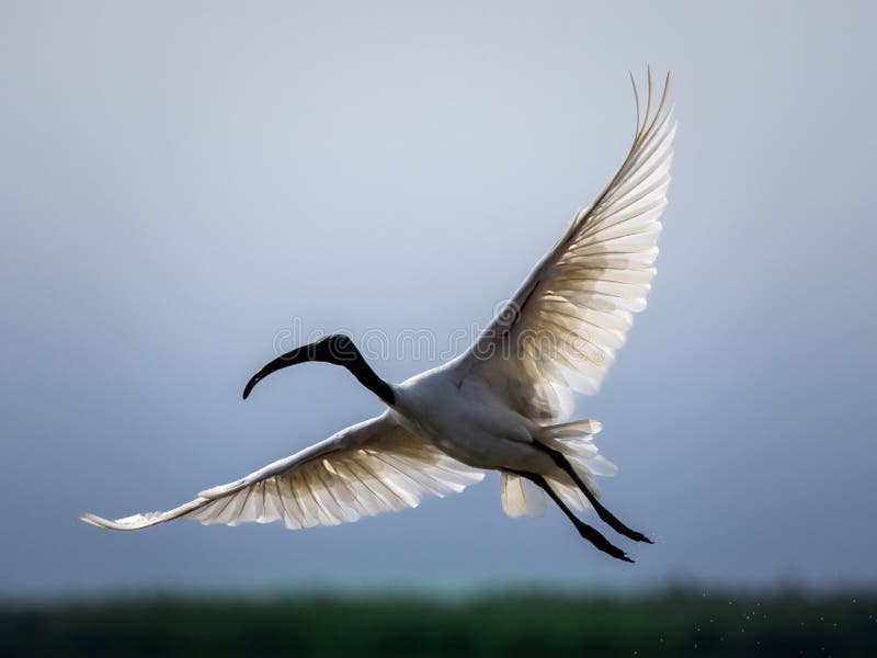 The Elegant Posture of the Ibis Stock Image - Image of graceful ...