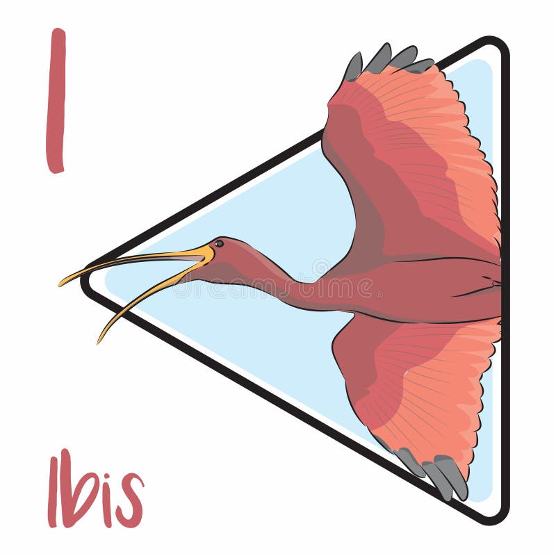 Ibis Have Long, Down Curved Bills Flying in the Sky. Stock Illustration ...
