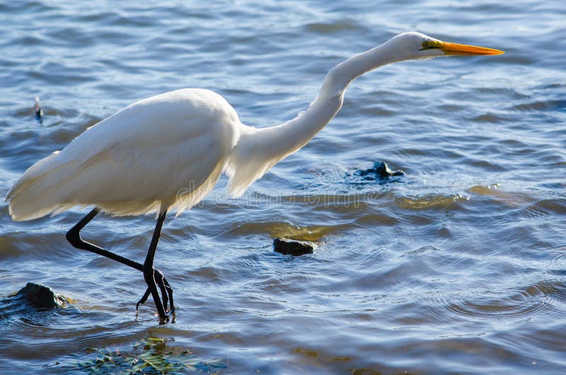 Ibis stock photo. Image of birds, feather, marsh, ibis - 53042222