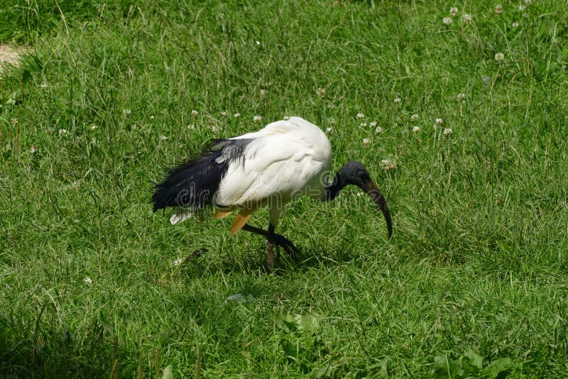 Ibis stock photo. Image of nice, green, background, long - 95740662