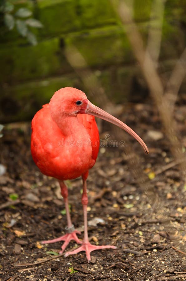 Ibis stock photo. Image of portrait, pink, wild, beak - 49440042