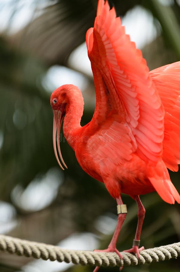 Ibis stock photo. Image of bird, pink, beak, feather - 49440092