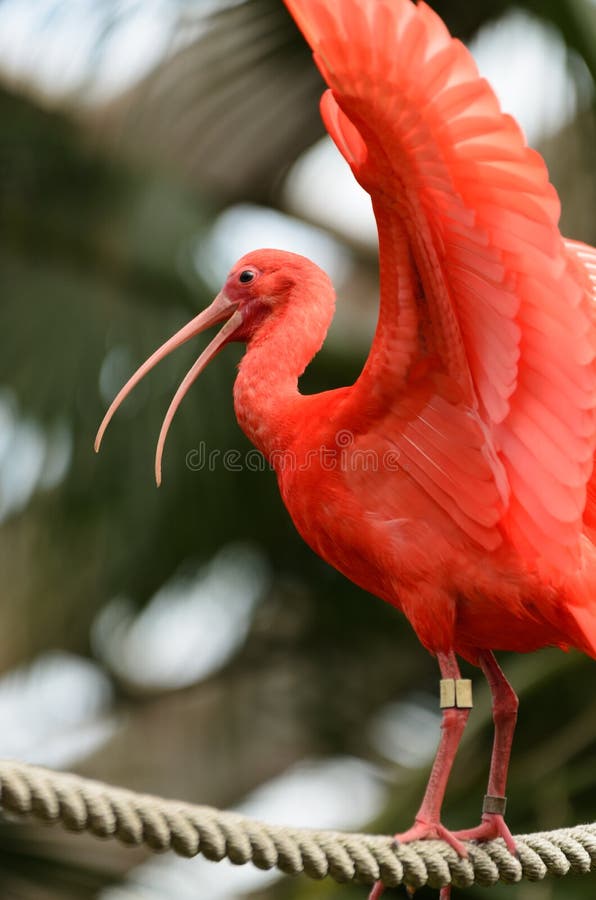Ibis stock image. Image of feather, birding, wild, beak - 49440129