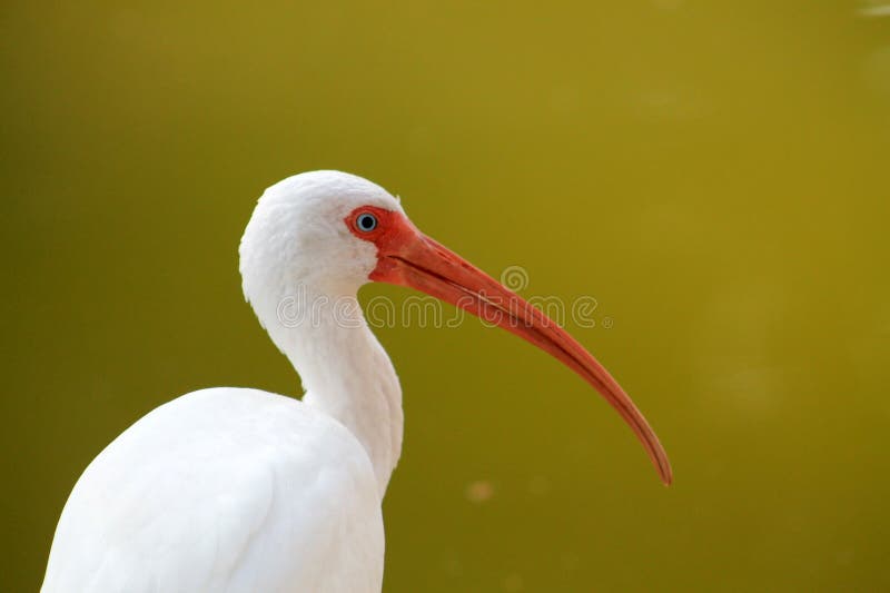 Ibis in Profile Against Green Background Stock Image - Image of beak ...