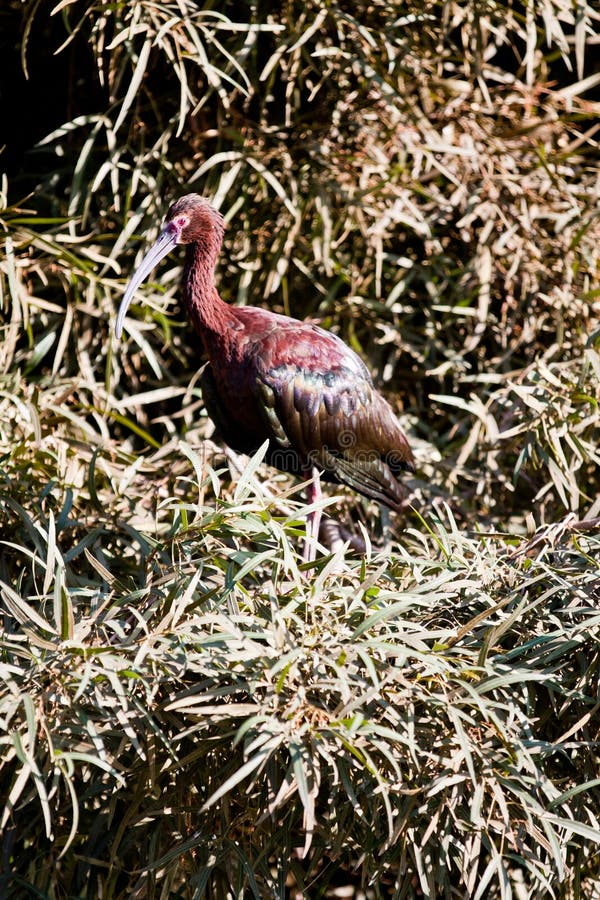 Puna Ibis (Plegadis Ridgwayi) Stock Photo - Image of beak, wildlife ...