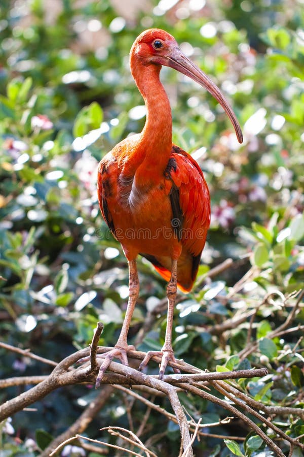 Ibis Scarlet Bird Colorful stock photo. Image of ibis - 54895652
