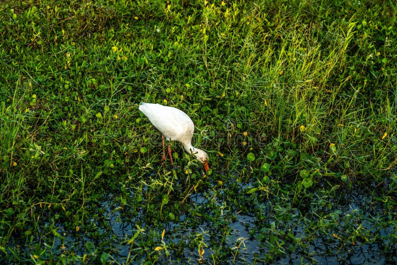 An Ibis Searches for Food stock image. Image of bird - 166681135