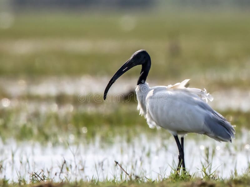 The Ibis is Standing on One Leg on a Patch of Grass Stock Image - Image ...