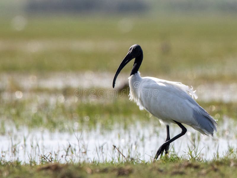 The Ibis is Standing on One Leg on a Patch of Grass Stock Photo - Image ...