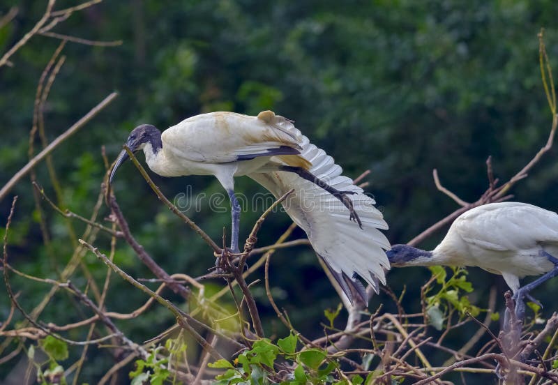 Ibis stretching its leg stock image. Image of ibis, sports - 47926377