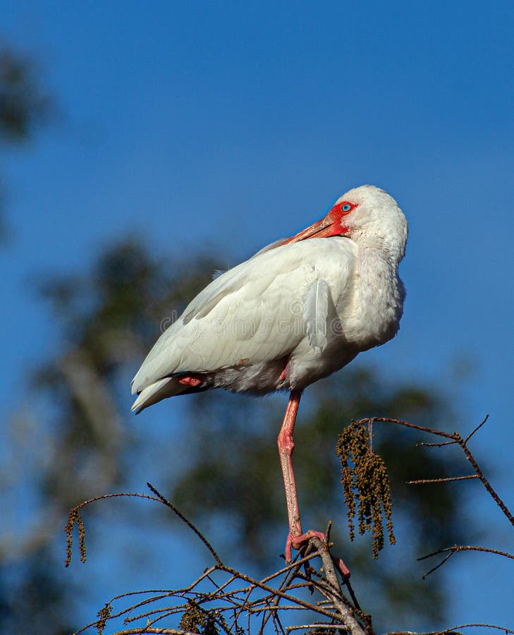 Ibis on Tree Top in Seminole, Florida Stock Image - Image of florida ...