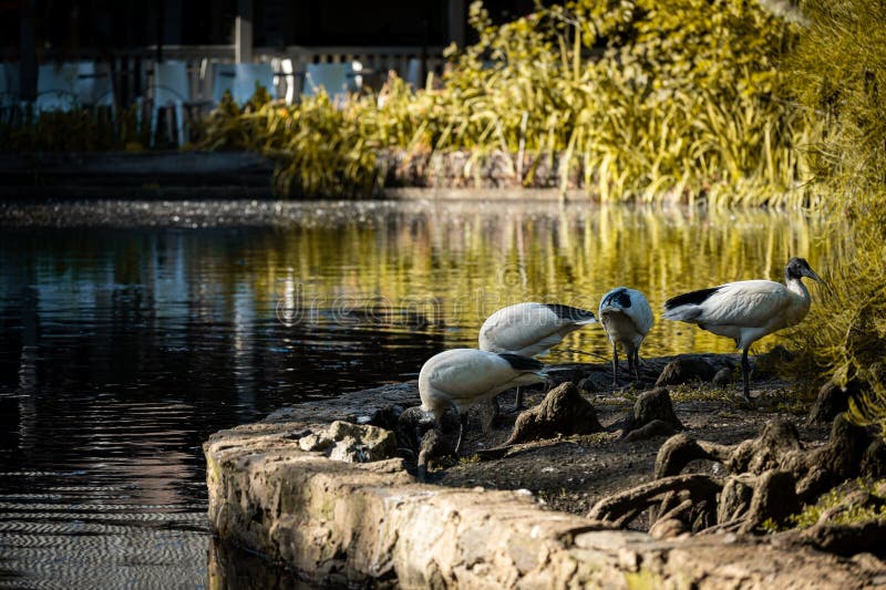 Ibis Trio by the Waterfront Stock Photo - Image of calm, foliage: 311759652