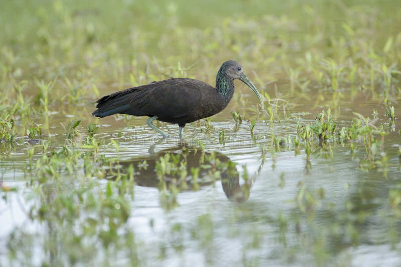 Ibis Verde (Mesembrinibis Cayennensis) Fotografia Stock - Immagine di ...
