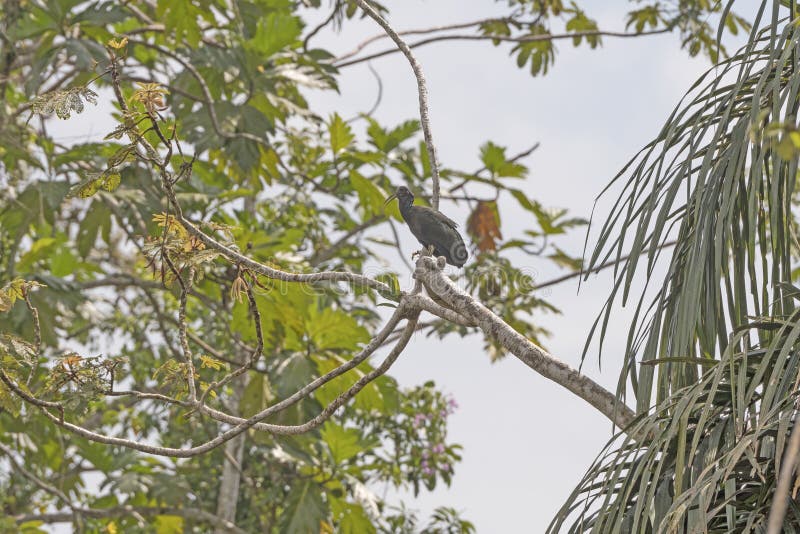 Ibis Verde En La Lluvia Forest Tree Imagen de archivo - Imagen de ...