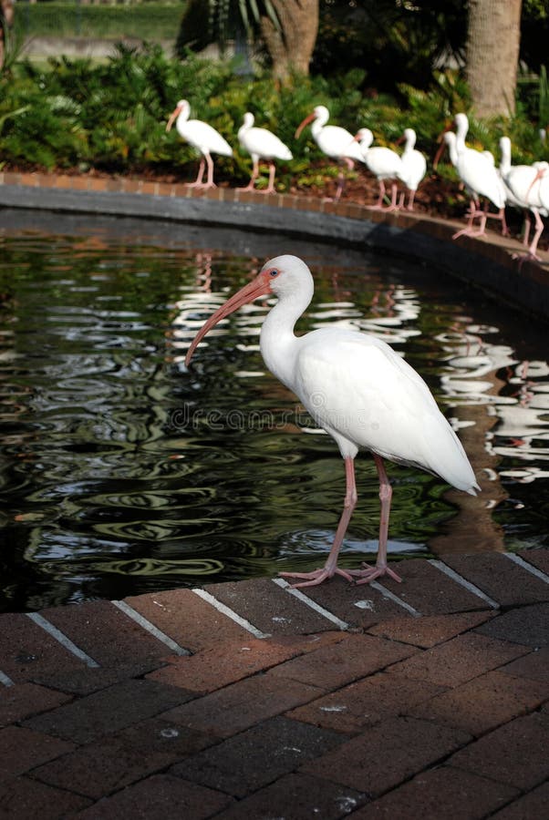 Ibis White stock photo. Image of eola, legs, lake, animal - 13016774