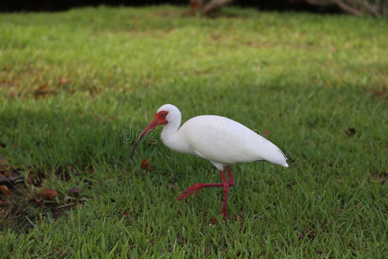 Ibis stock image. Image of flight, ibis, fish, america - 55588743