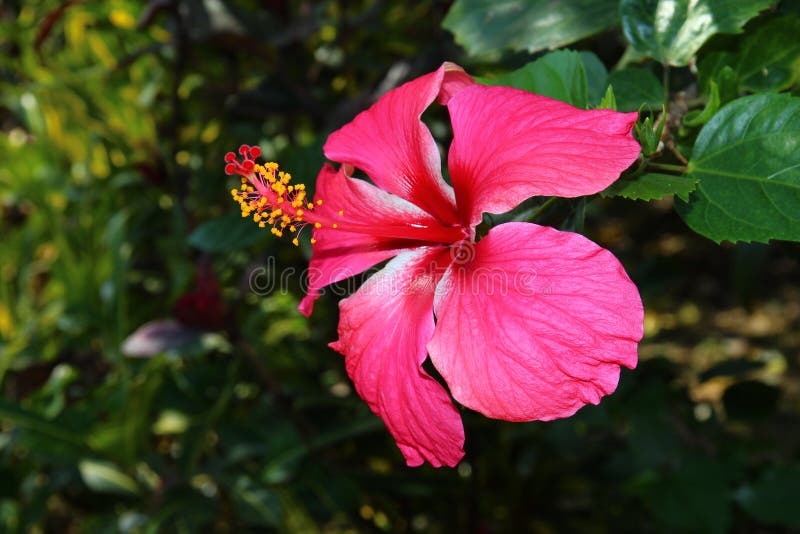 Ibisco O Cinese Rosa O Fiore Di Hibiscus Rosa Sinensis Fotografia Stock ...