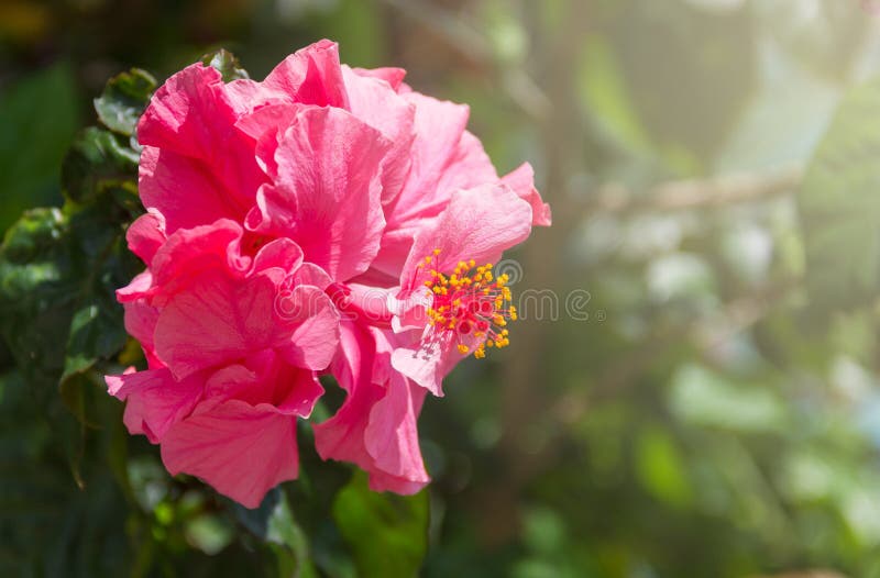Ibisco, Cinese Rosa, Fiore Della Scarpa Fotografia Stock - Immagine di ...