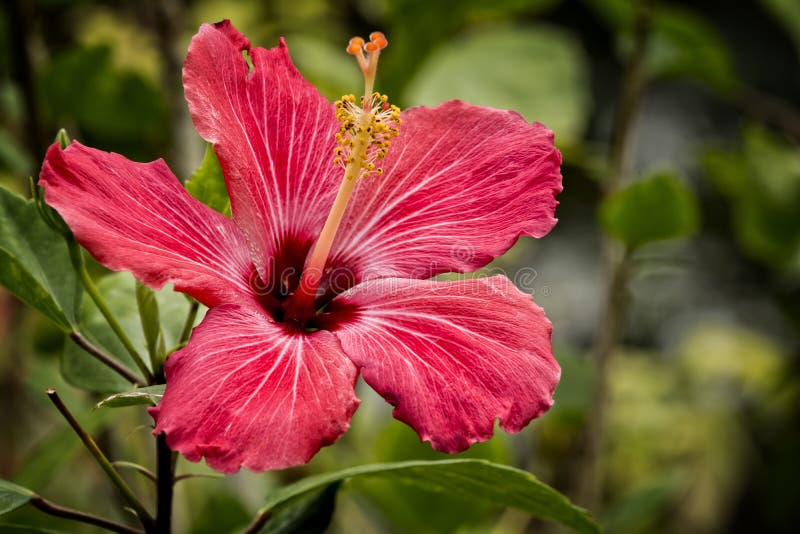 Ibisco rosa fotografia stock. Immagine di giardino, bello - 42143820