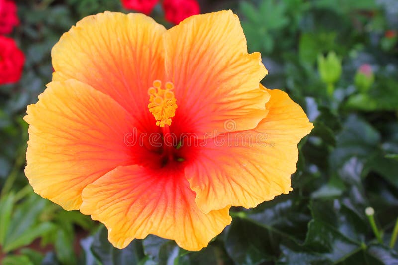 Ibiscus Flower in the Garden Stock Photo - Image of hibiscus ...