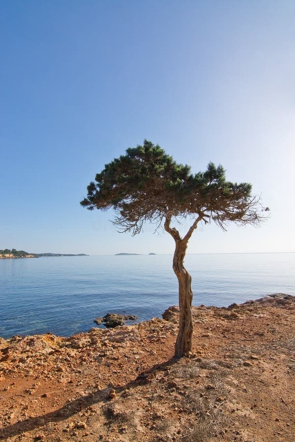 Ibiza pine tree landscape stock photo. Image of spain - 64212328