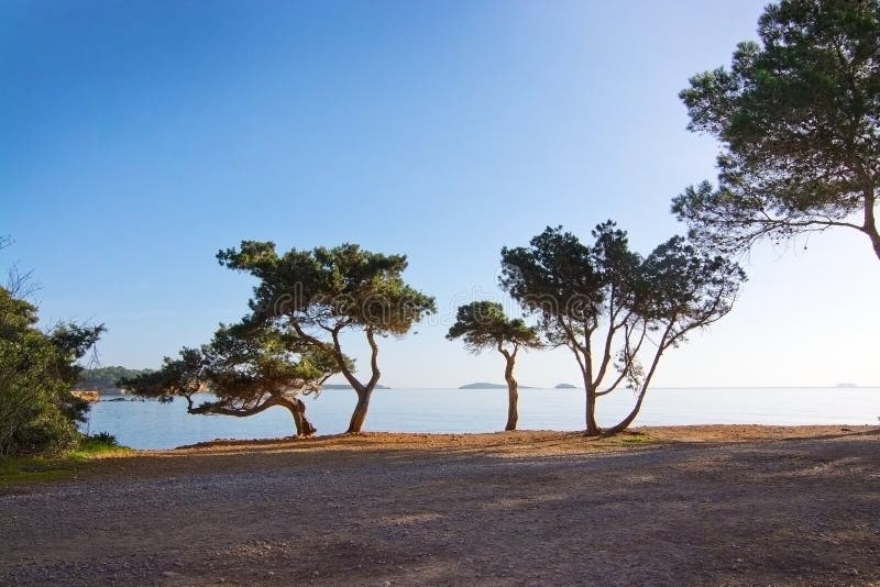 Ibiza Pine Tree Ocean Landscape Stock Photo - Image of pine, horizon ...