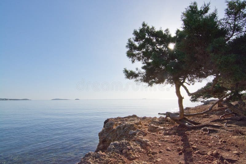 Ibiza Pine Tree Ocean Landscape Stock Photo - Image of travel, pine ...