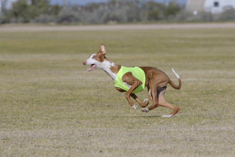 Ibizan Hound Running a Lure Course Stock Photo - Image of running ...