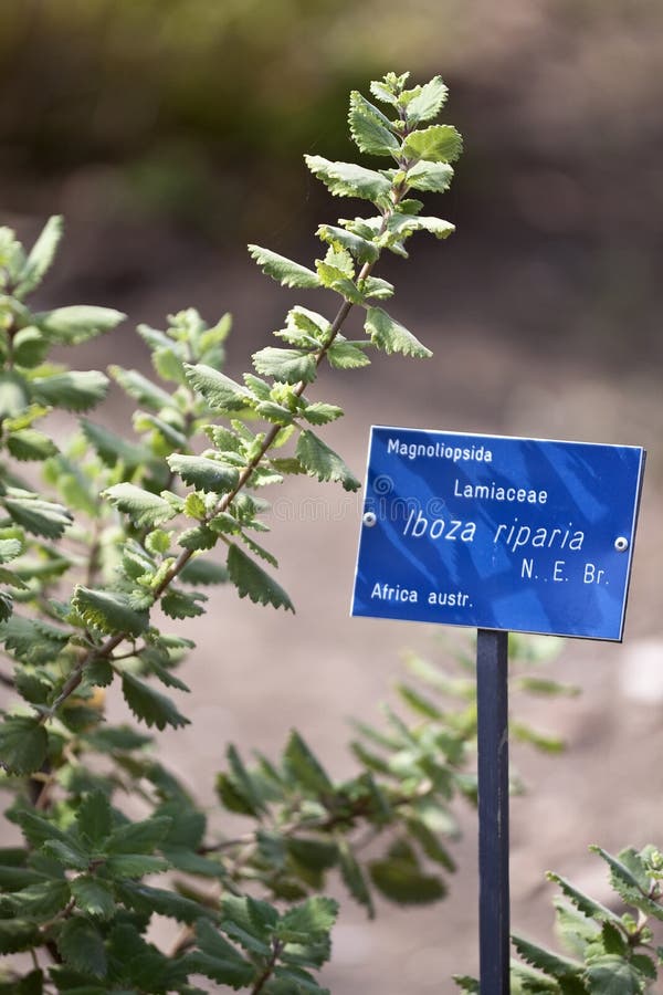 Sambucus nigra - Elder stock photo. Image of flower, antioxidant - 11056132