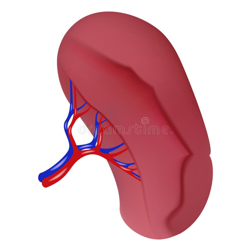 Anatomie Humaine De Rate Avec L'appareil Circulatoire D'isolement Sur ...