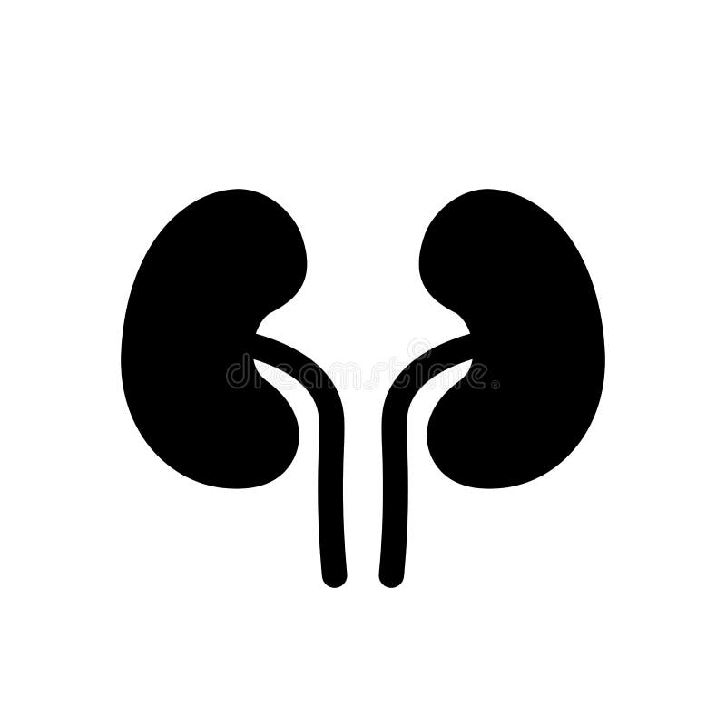 Icône de vecteur de rein illustration de vecteur. Illustration du ...