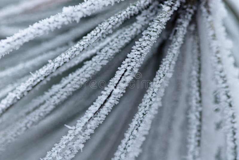 Ice stock image. Image of hoarfrost, needle, snow, life - 4959643