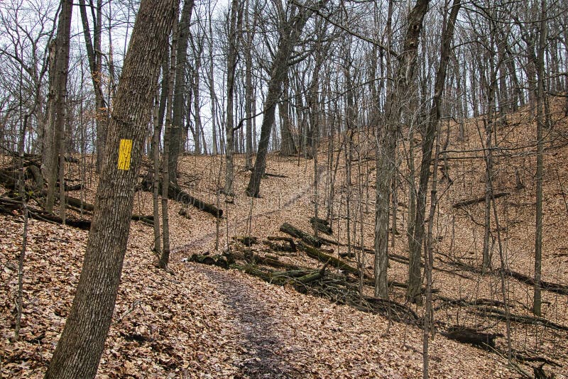 Ice Age Trail Passing through Forest of Bare Trees Stock Photo - Image ...