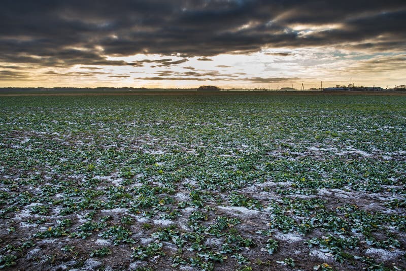 Frozen agricultural field. stock photo. Image of soil - 62803280